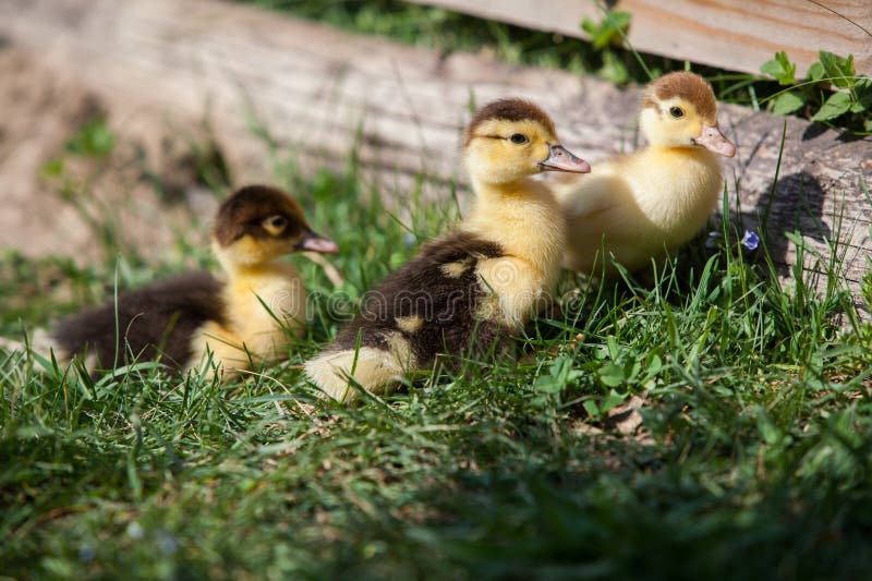 Ducklings of Muscovy Duck in Spring Garden Stock Photo - Image of baby ...