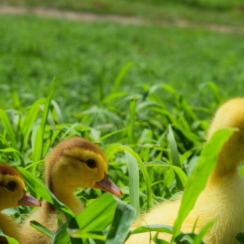 Ducklings of a musky duck stock image. Image of animal - 135493807