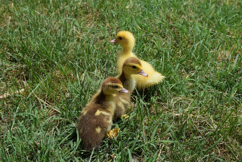 Ducklings of a musky duck stock photo. Image of birds - 59320614