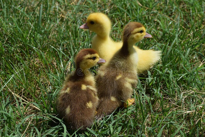 Dead Muscovy Duck Photos - Free & Royalty-Free Stock Photos from Dreamstime