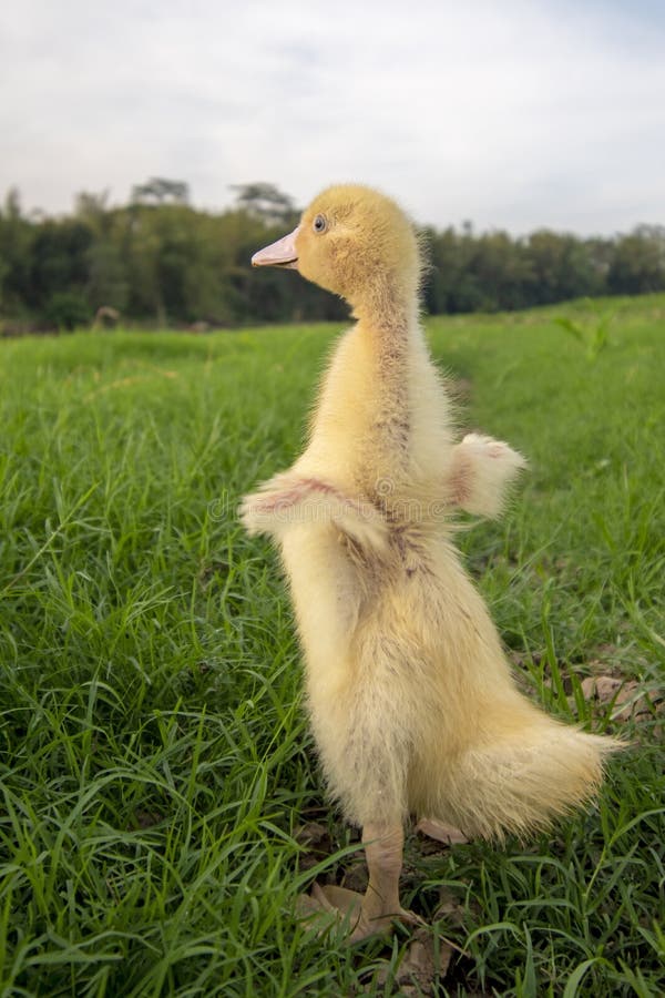 Ducks playing on the grass stock image. Image of gander - 233216543