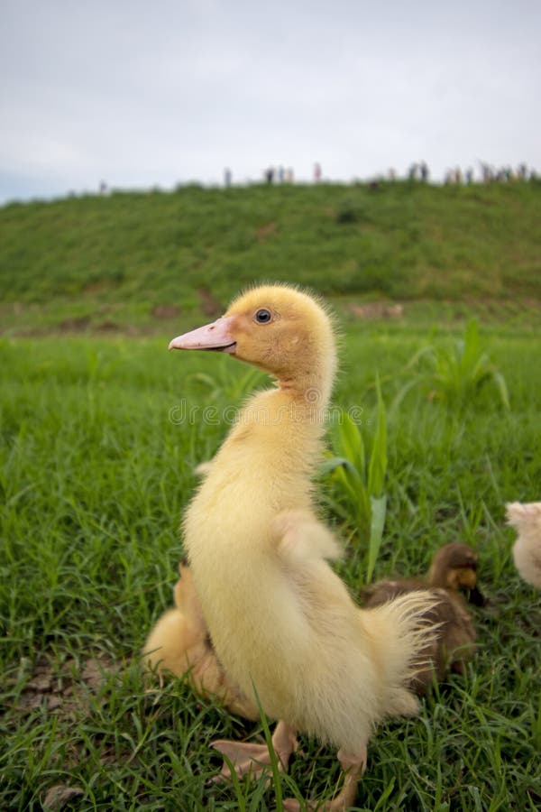 Ducks playing on the grass stock image. Image of agriculture - 233216877