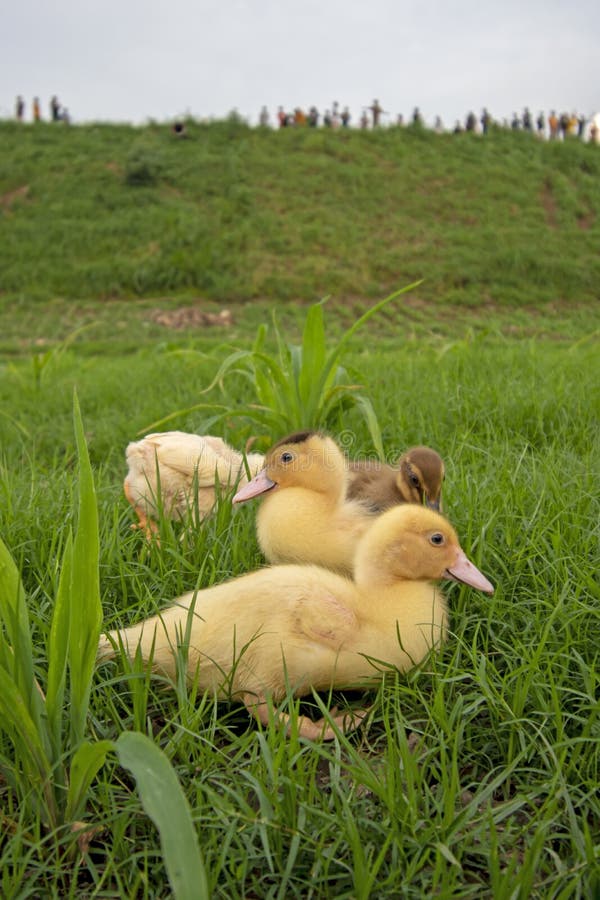 Ducks playing on the grass stock photo. Image of birds - 233216880