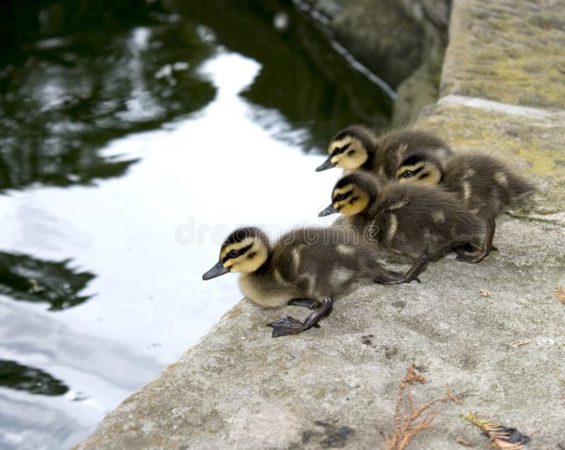 Ducklings - Poised to Jump stock image. Image of nature - 10991403
