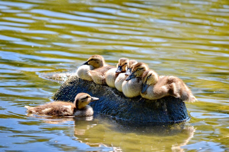 Ducklings Sitting on a Rock Stock Image - Image of animals, fauna ...