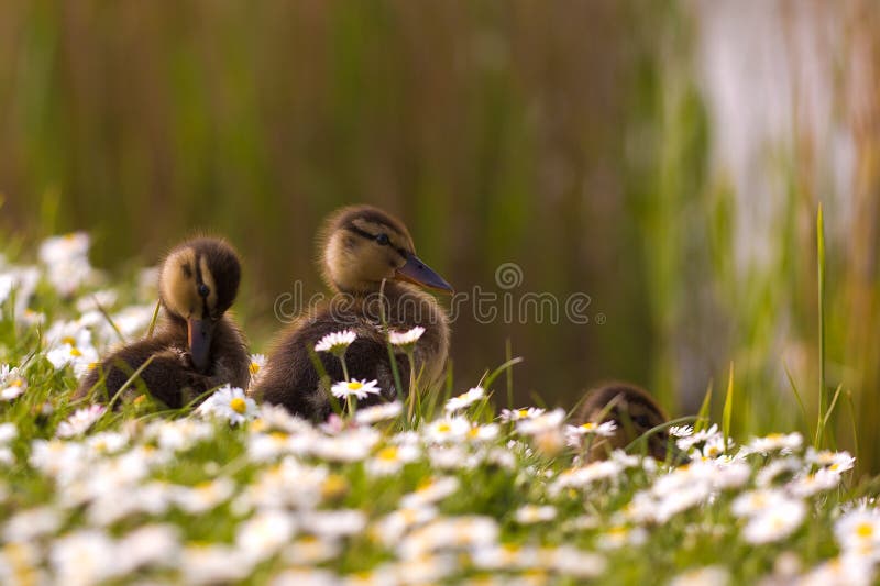 12,128 Baby Ducks Stock Photos - Free & Royalty-Free Stock Photos from ...