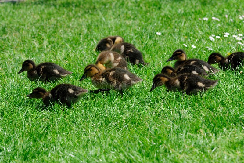 Ducklings in springtime stock photo. Image of grass, little - 39870932