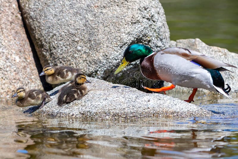 Ducklings on a Stone in the Sun Stock Photo - Image of asia, cute ...