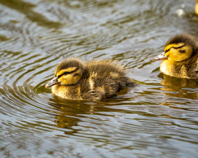 Ducklings Swimming in the Lake Stock Photo - Image of animal, duck ...