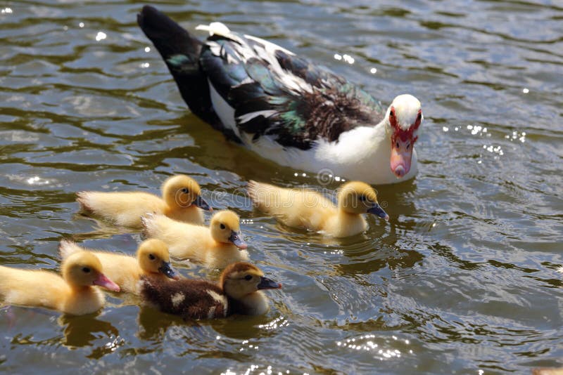 Duck Swimming stock image. Image of closeup, duckling - 29820763