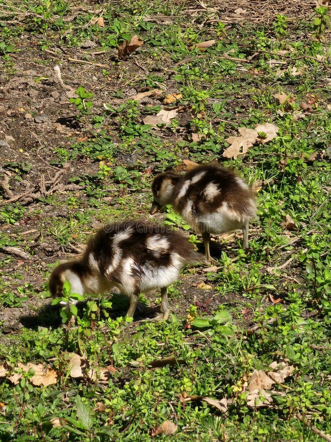 Ducklings Taking a Stroll in Park and Eating Stock Photo - Image of ...