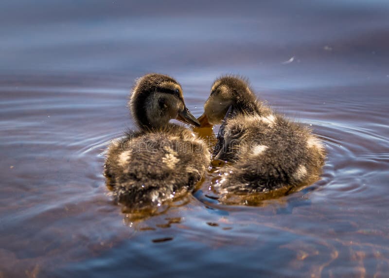 Ducklings stock image. Image of pond, duckling, newborn - 49585525