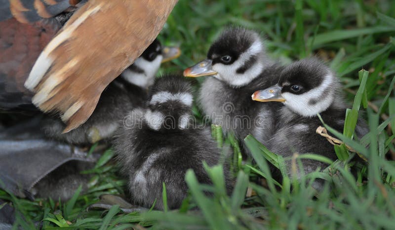 Four Cute Grey Ducklings Stock Images - Download 3 Royalty Free Photos