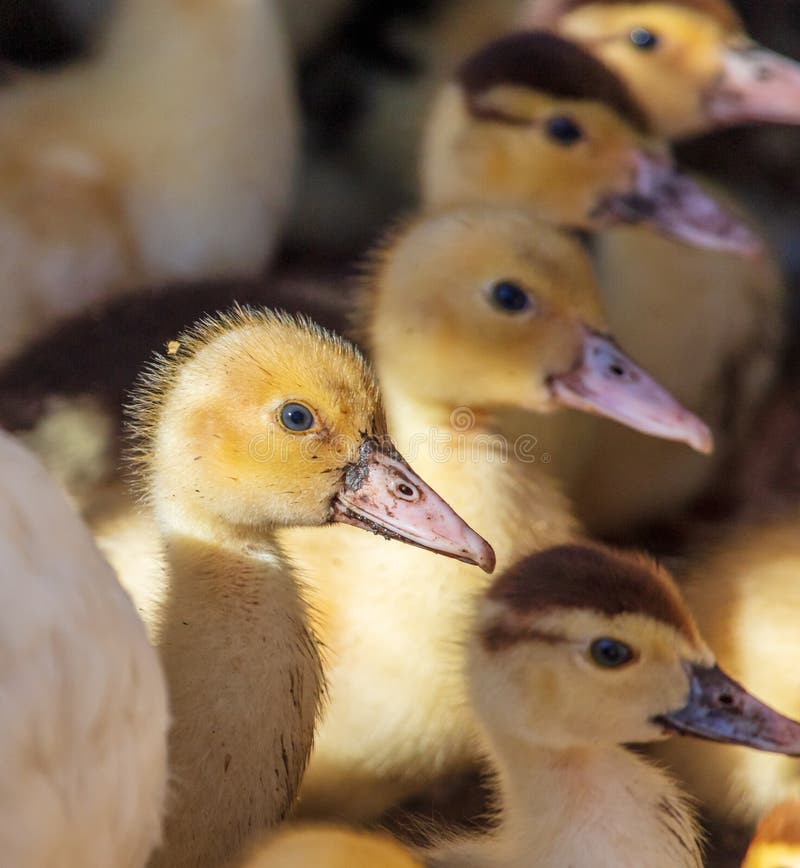 Ducklings walk on the farm stock image. Image of baby - 180076819
