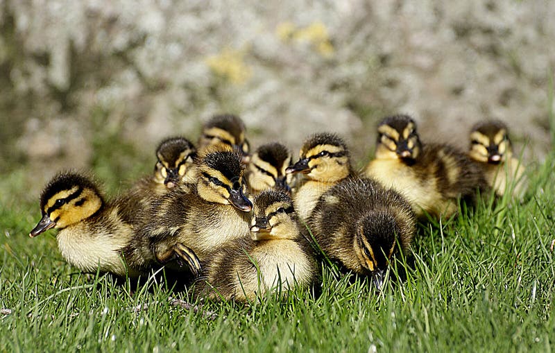 Ducklings. (14) Picture. Image: 84932926