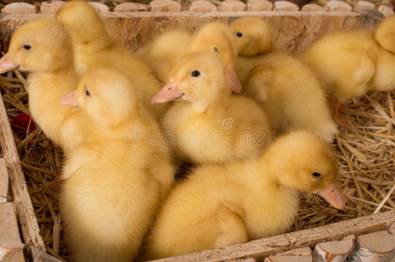 Box of Baby Ducks stock image. Image of softness, container - 4187707