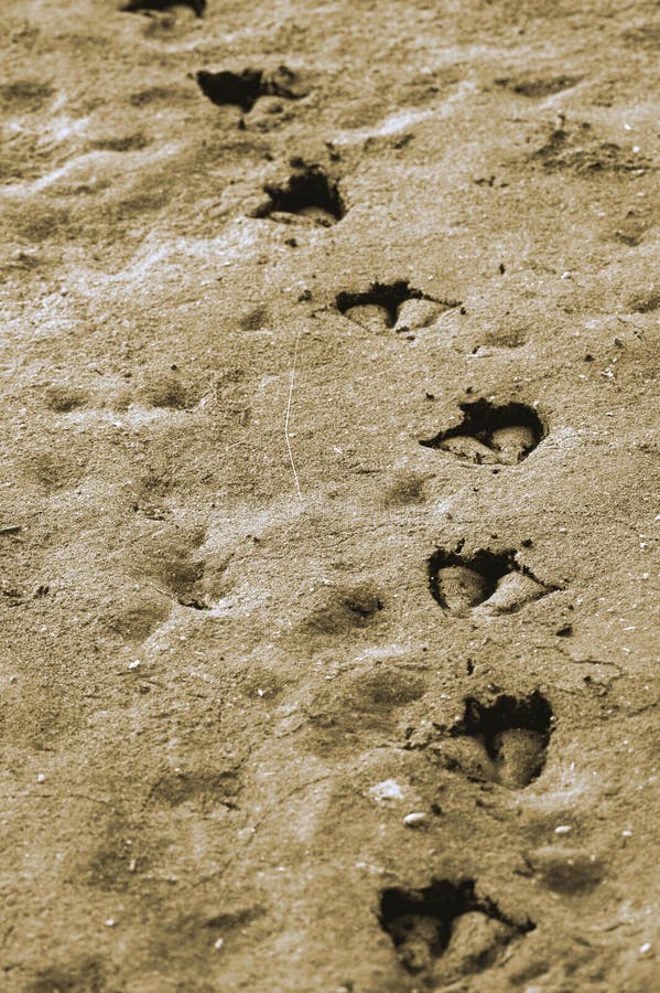 Duckprints stock photo. Image of footprints, print, imprint - 862402