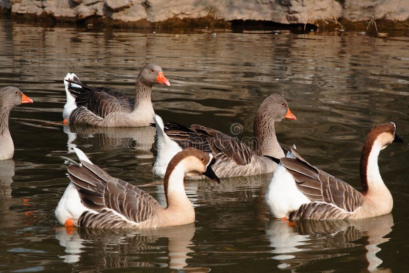 Ducks stock photo. Image of ducks, wild, pond, sunshine - 11834680