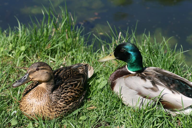 Ducks stock photo. Image of drake, together, grey, plumage - 14510132