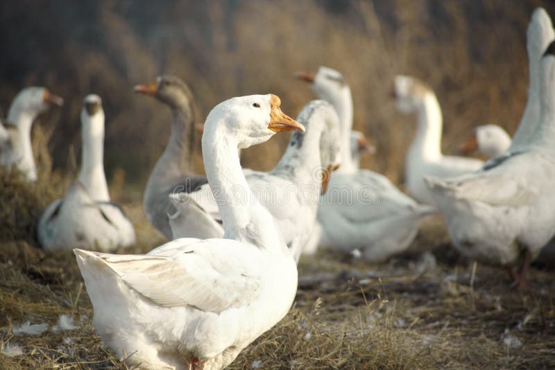 Ducks stock image. Image of bird, goose, group, guffaw - 18473483