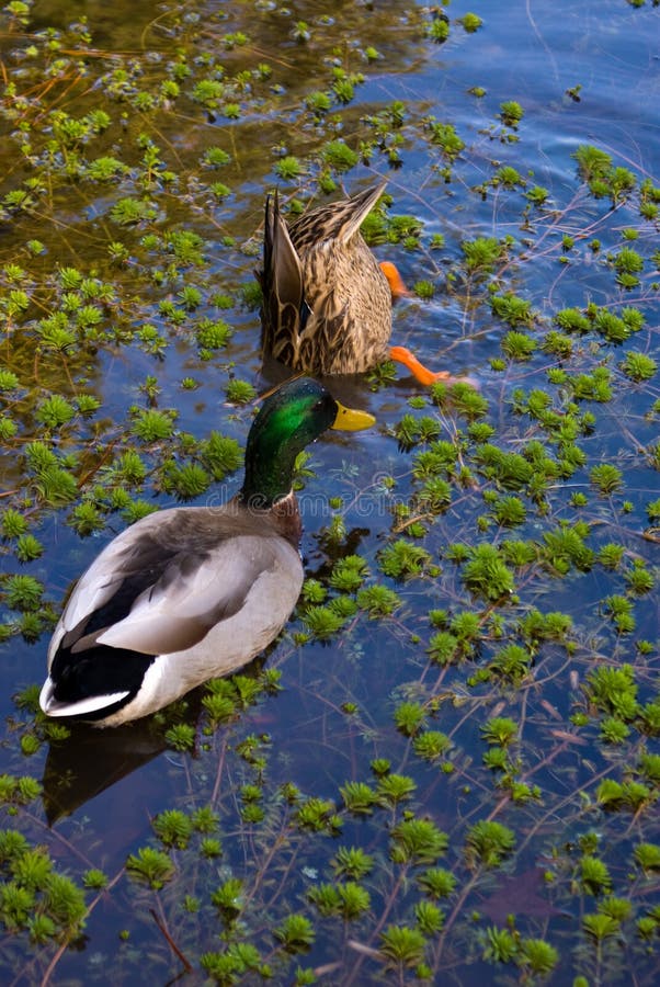 Mallard Ducks stock image. Image of mallard, water, aquatic - 275113575