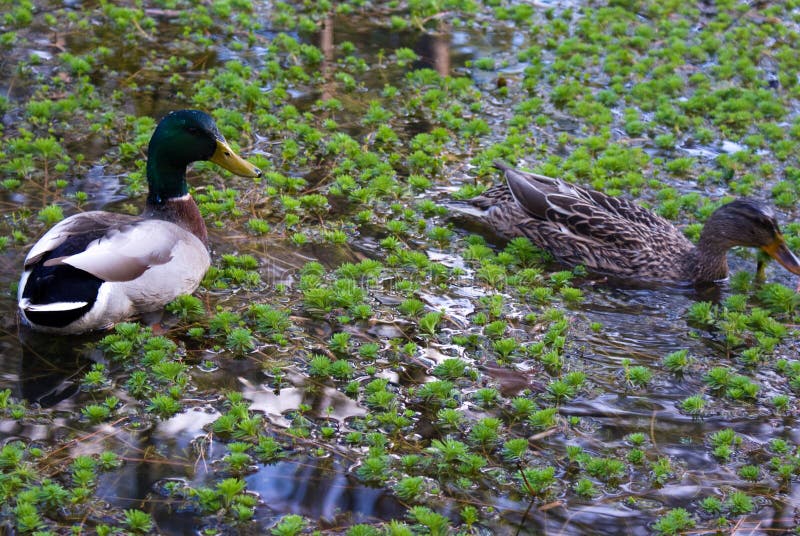 Mallard Ducks stock image. Image of aquatic, food, swimming - 275113579