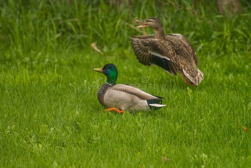 Ducksducks Stock Photos - Free & Royalty-Free Stock Photos from Dreamstime