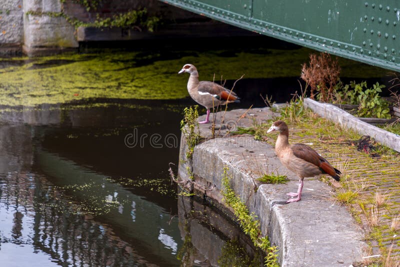 Ducks Aroud the River Under a Bridge Stock Image - Image of beautiful ...
