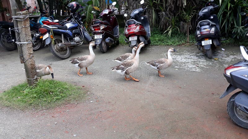 Ducks in Assam editorial photography. Image of guwahati - 156934957