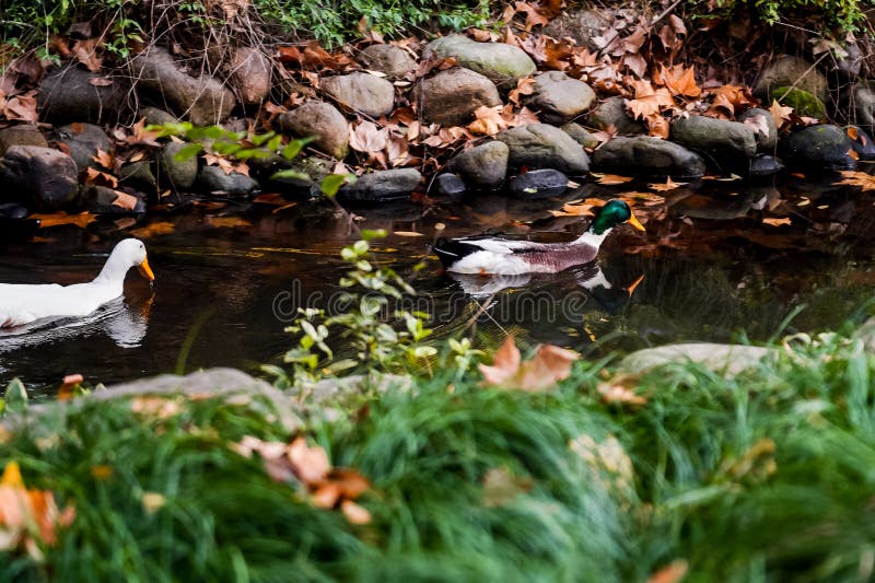 Ducks and Autumn Leaves in the River Stock Photo - Image of beautiful ...