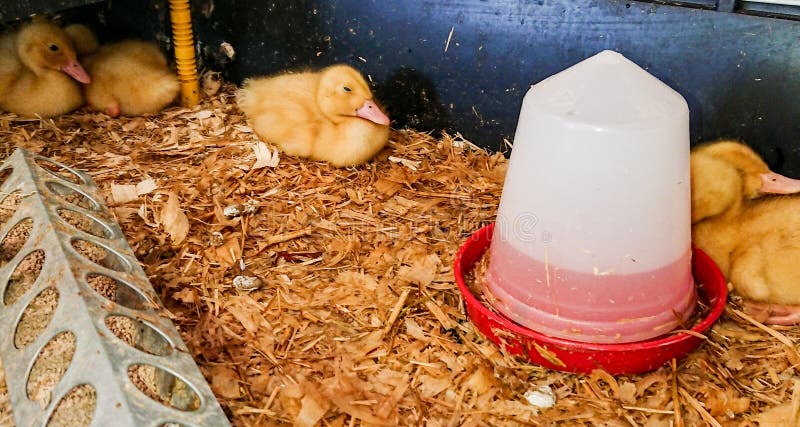 Ducks stock image. Image of ducks, hatching, weeks, baby - 115292807