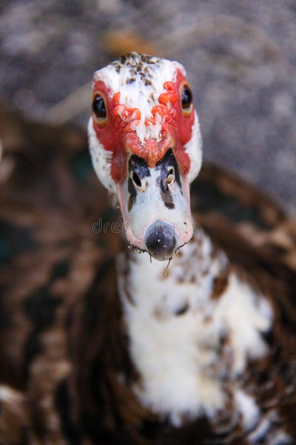 Duck Face stock photo. Image of ducks, close, birds, bird - 12889208