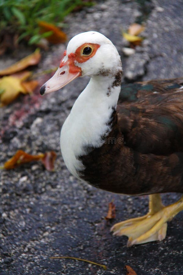 Duck Face stock photo. Image of ducks, close, birds, bird - 12889208