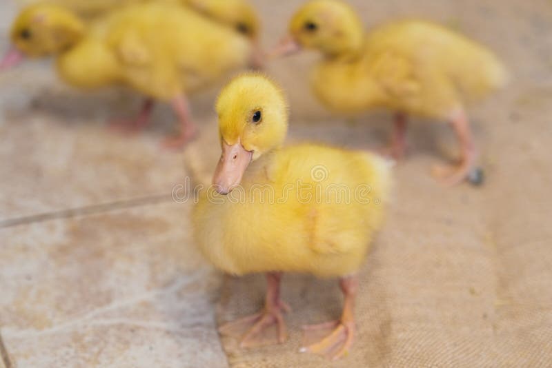Ducks on the Background of Easter Baptized Eggs Stock Image - Image of ...