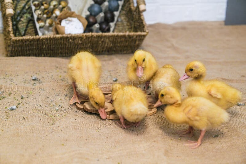 Ducks on the Background of Easter Baptized Eggs Stock Image - Image of ...