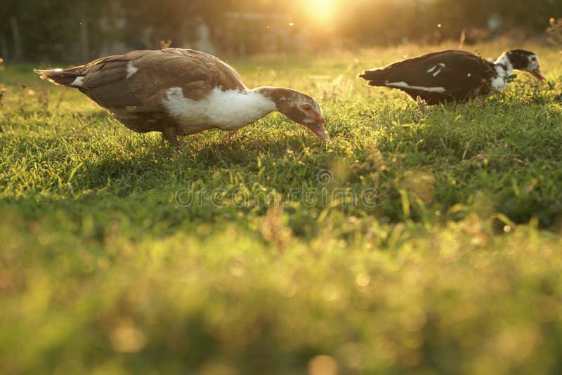 Ducks on the Background of the Sunset. Ducks in Beautiful Rays of Light ...