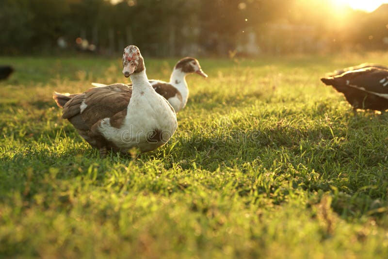 Ducks on the Background of the Sunset. Ducks in Beautiful Rays of Light ...