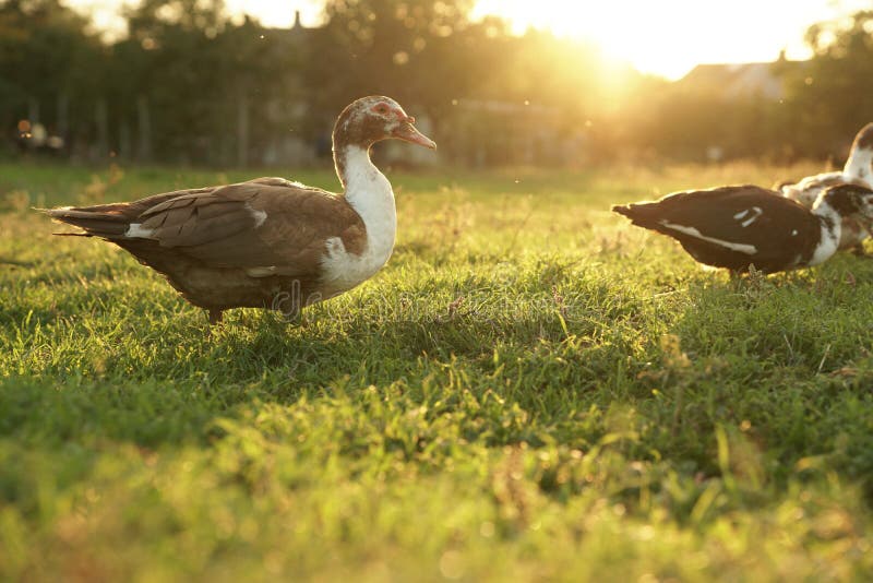 Ducks on the Background of the Sunset. Ducks in Beautiful Rays of Light ...