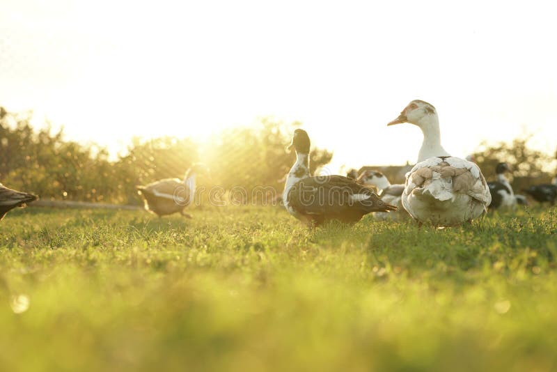 Ducks on the Background of the Sunset. Ducks in Beautiful Rays of Light ...