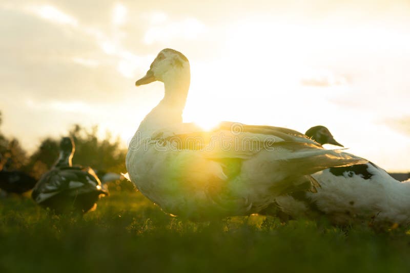 Ducks on the Background of the Sunset. Ducks in Beautiful Rays of Light ...