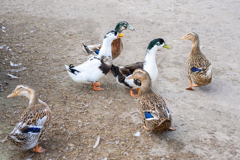 Ducks on Barnyard. Waterfowl Free Range. Farming Concept Stock Image ...