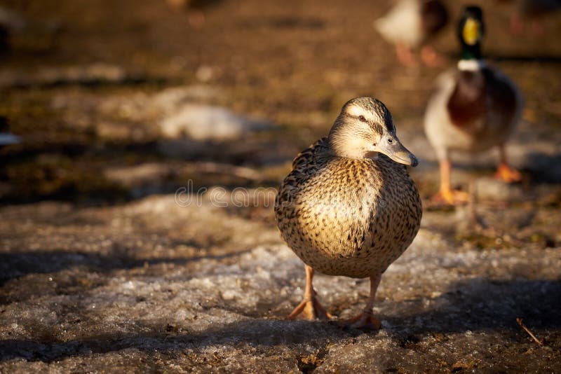 Ducks Bask in the Sun in the Spring. Stock Photo - Image of duck, grass ...