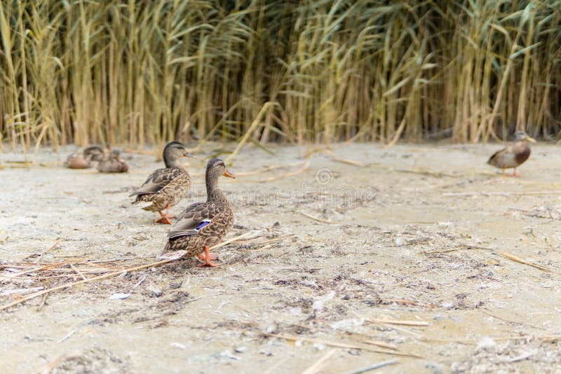 Ducks on the Beach 3 - in the Background Reeds Stock Image - Image of ...