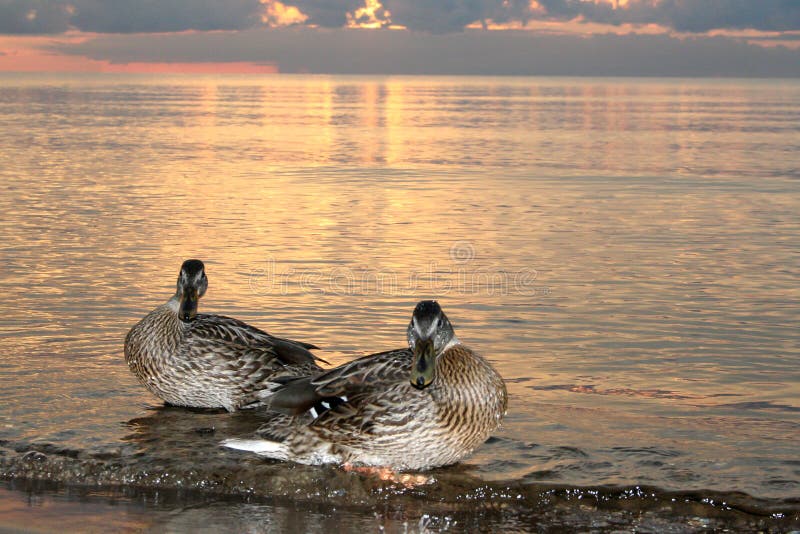 Ducks on Beach in the Sea Sunset Stock Photo - Image of cloudy, lake ...