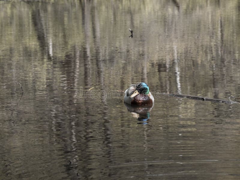 Ducks on Beautiful Lake in the Park, Autumn Fall, Animals Eating Stock ...