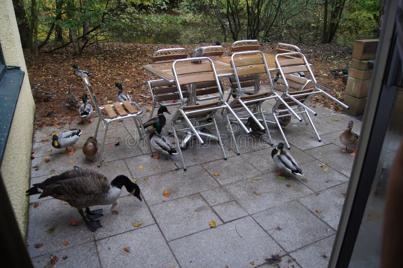 Ducks and bench stock image. Image of animals, tree, benches - 99248637