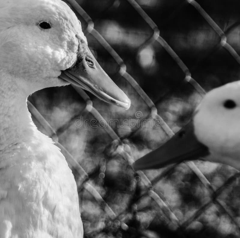 Ducks and best friends stock image. Image of white, friendship - 344841365