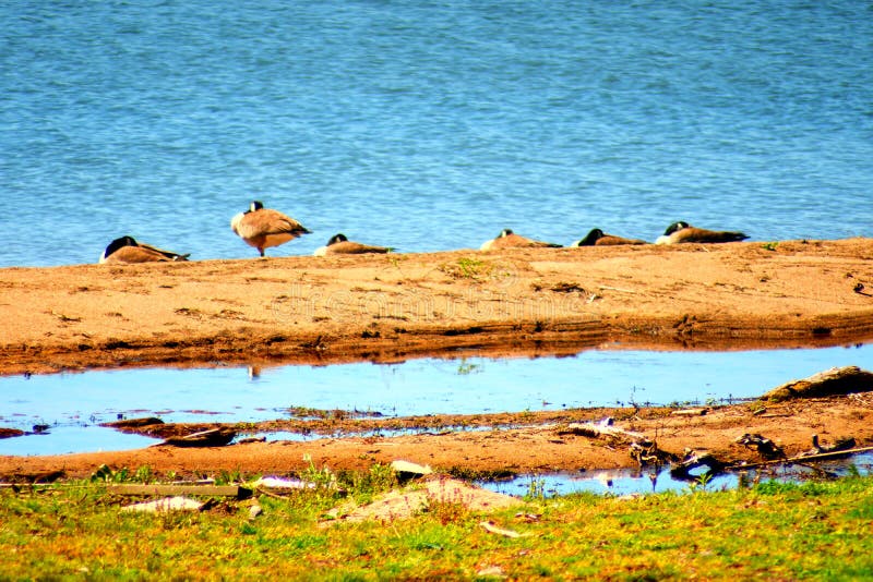 6 Ducks Birds Swans on the Waters Edge Resting on the Sand in Color ...