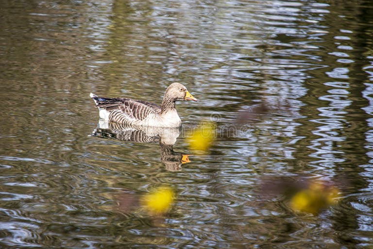 Ducks on a Blurred Background in a Park in Wolverhampton, West Midlands ...