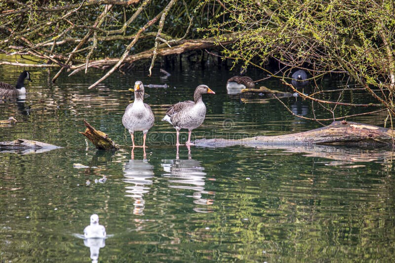 Ducks on a Blurred Background in a Park in Wolverhampton, West Midlands ...
